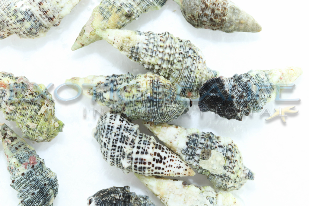 Cerith Snail – Exotic Sealife
