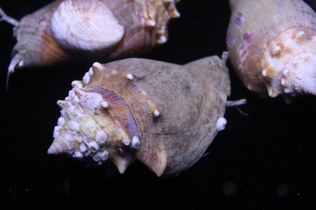 Fighting Conch – Exotic Sealife
