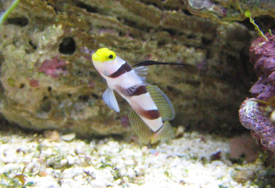 Barber Pole Goby – Exotic Sealife