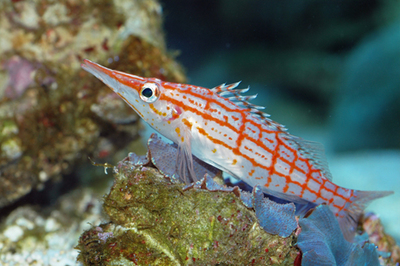 Longnose Hawk – Exotic Sealife
