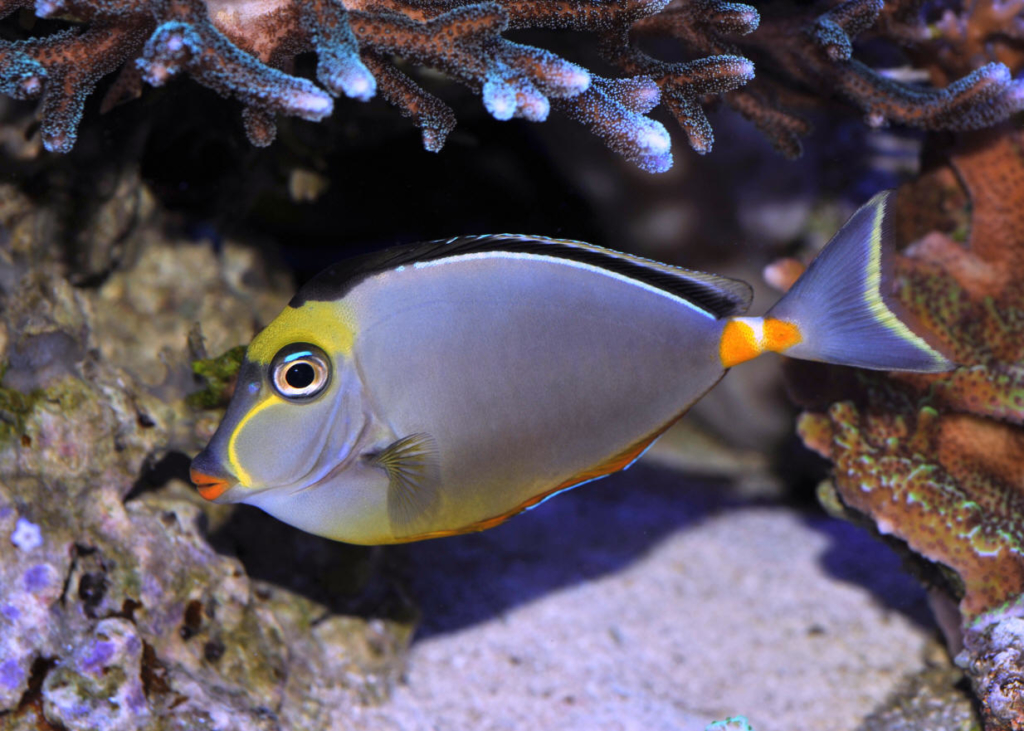 Naso Tang Small – Exotic Sealife