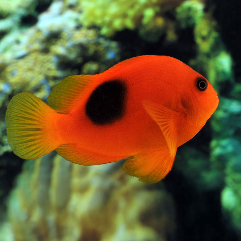 Red Saddle Clown – Exotic Sealife
