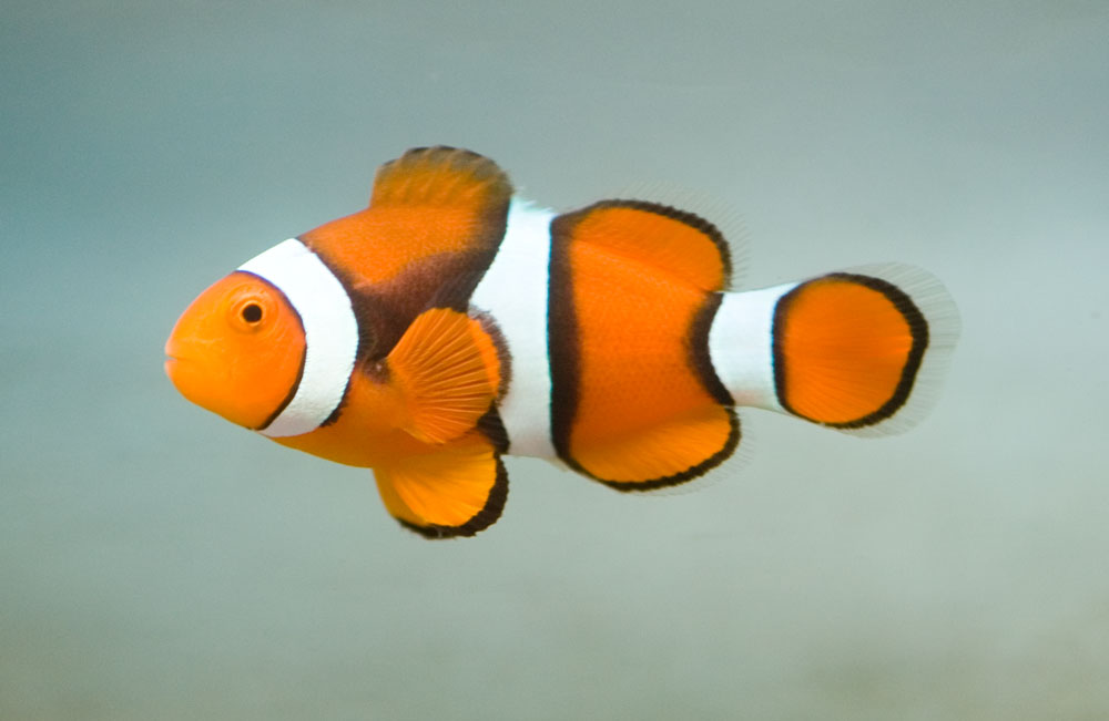 True Percula Clown – Exotic Sealife