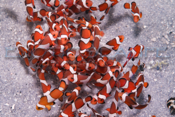 Ocellaris Clown – Exotic Sealife