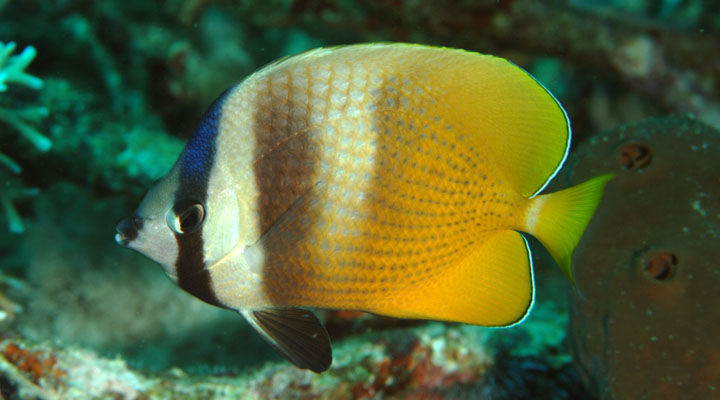 Klein’s Butterfly – Exotic Sealife