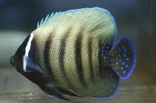 Six Bar Angel – Exotic Sealife