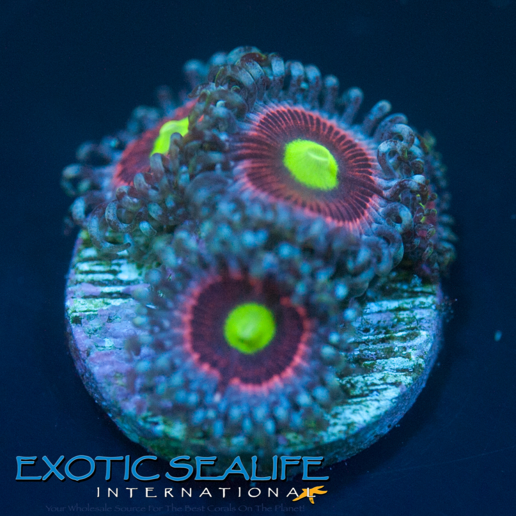 Corals – Exotic Sealife