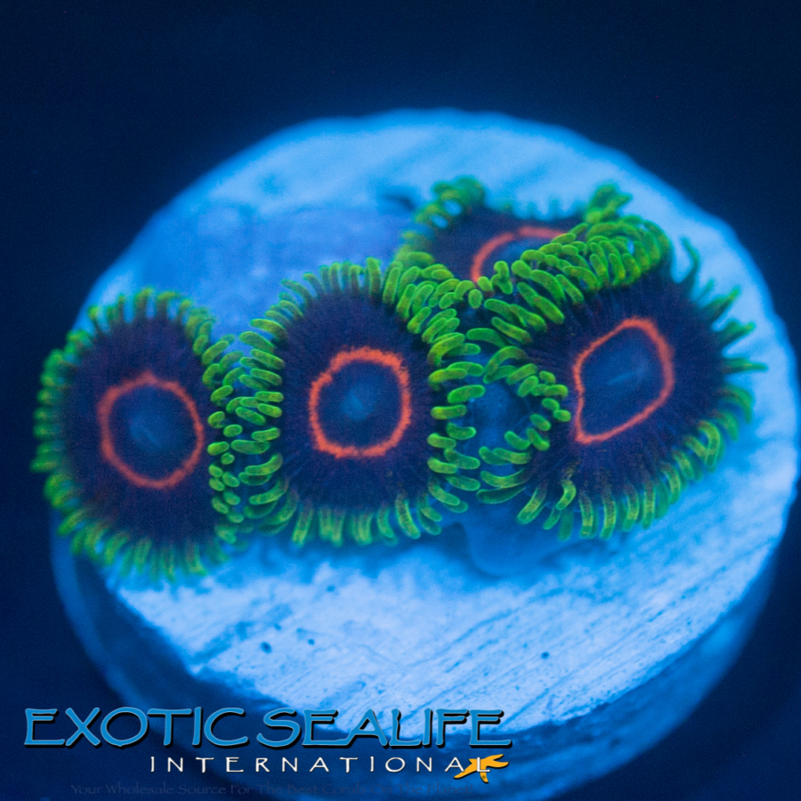 Corals – Exotic Sealife